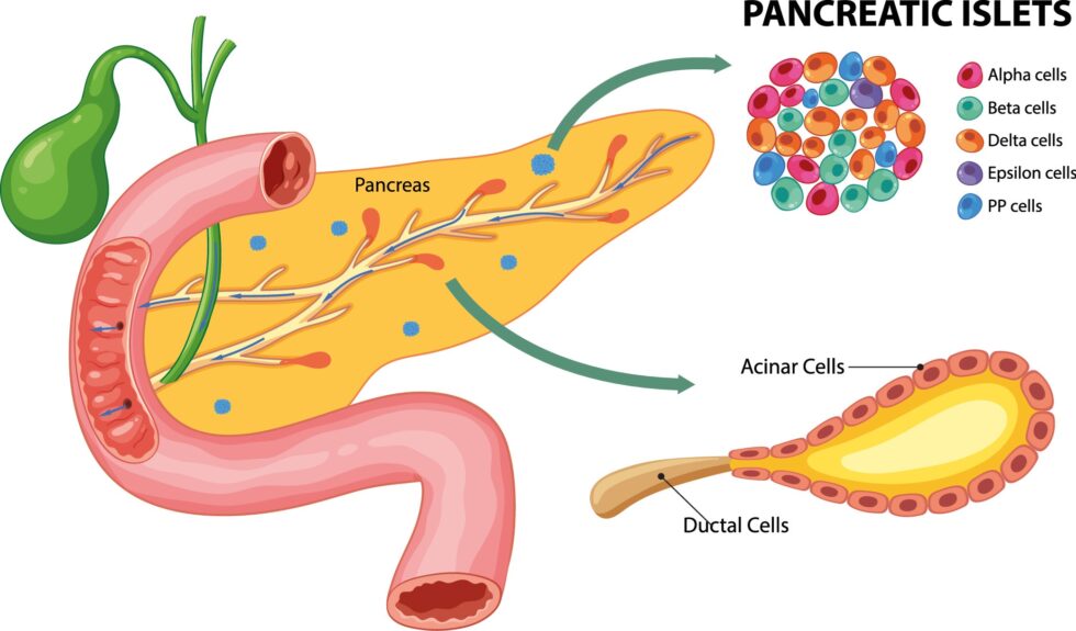 El papel de las células alfa pancreáticas en la fisiopatología de la ...