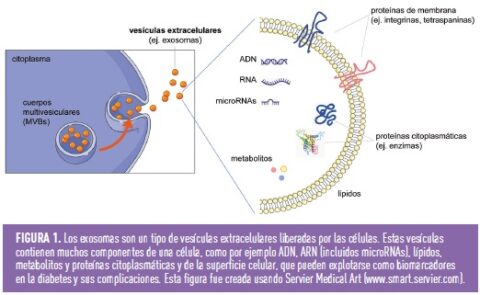 Vesículas extracelulares como fuente de nuevos biomarcadores en ...
